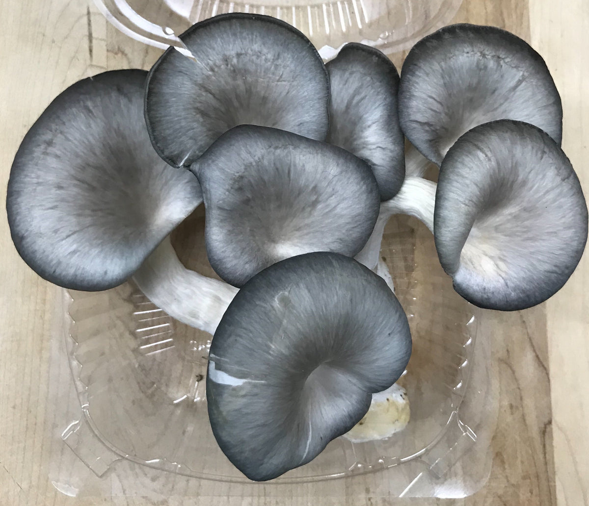 Oyster Mushrooms (4oz clamshell) – Bluff City Fungi